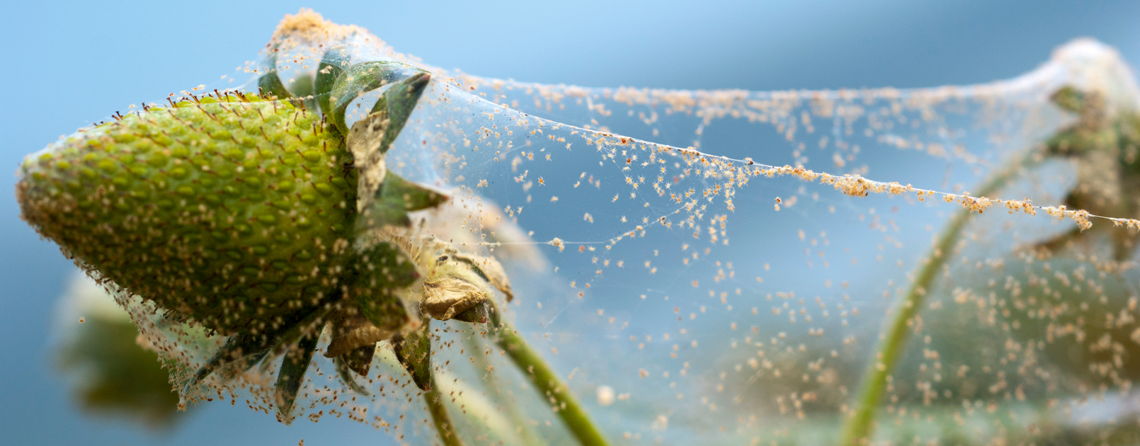 علامات الإصابة بالعنكبوت الأحمر| Signs of Red Spider Mite Infestation ...